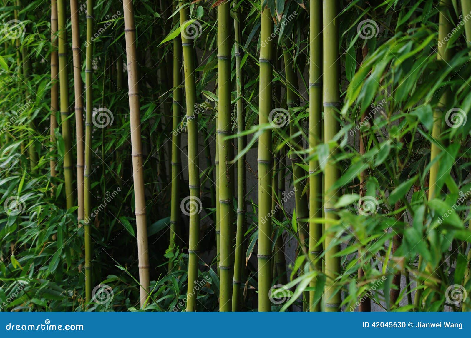 Green Bamboo Outside a Wall Stock Photo - Image of summer, bamboo: 42045630