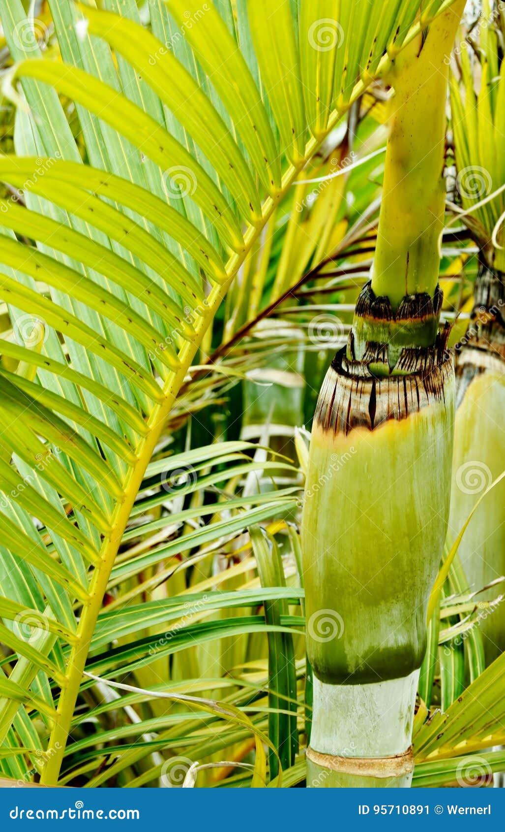 Green Bamboo Palms stock image. Image of stems, bamboo - 95710891