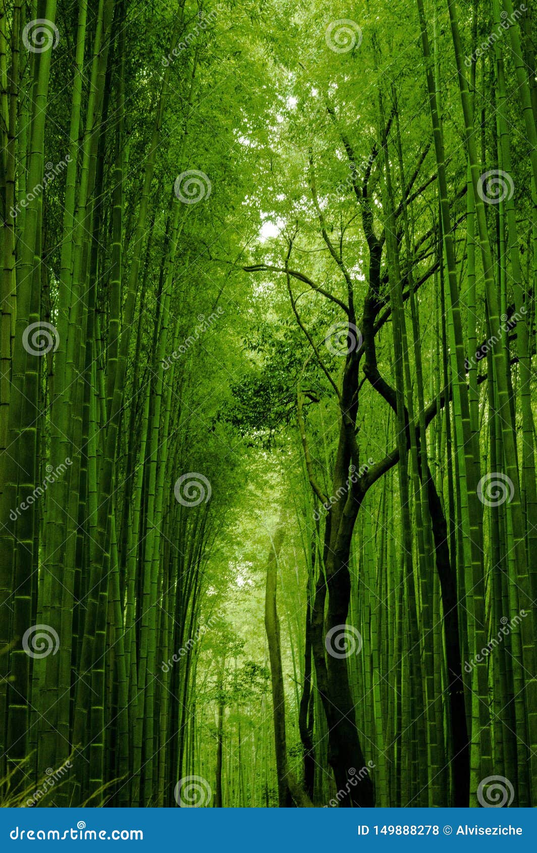Green bamboo path stock photo. Image of asian, asia - 149888278