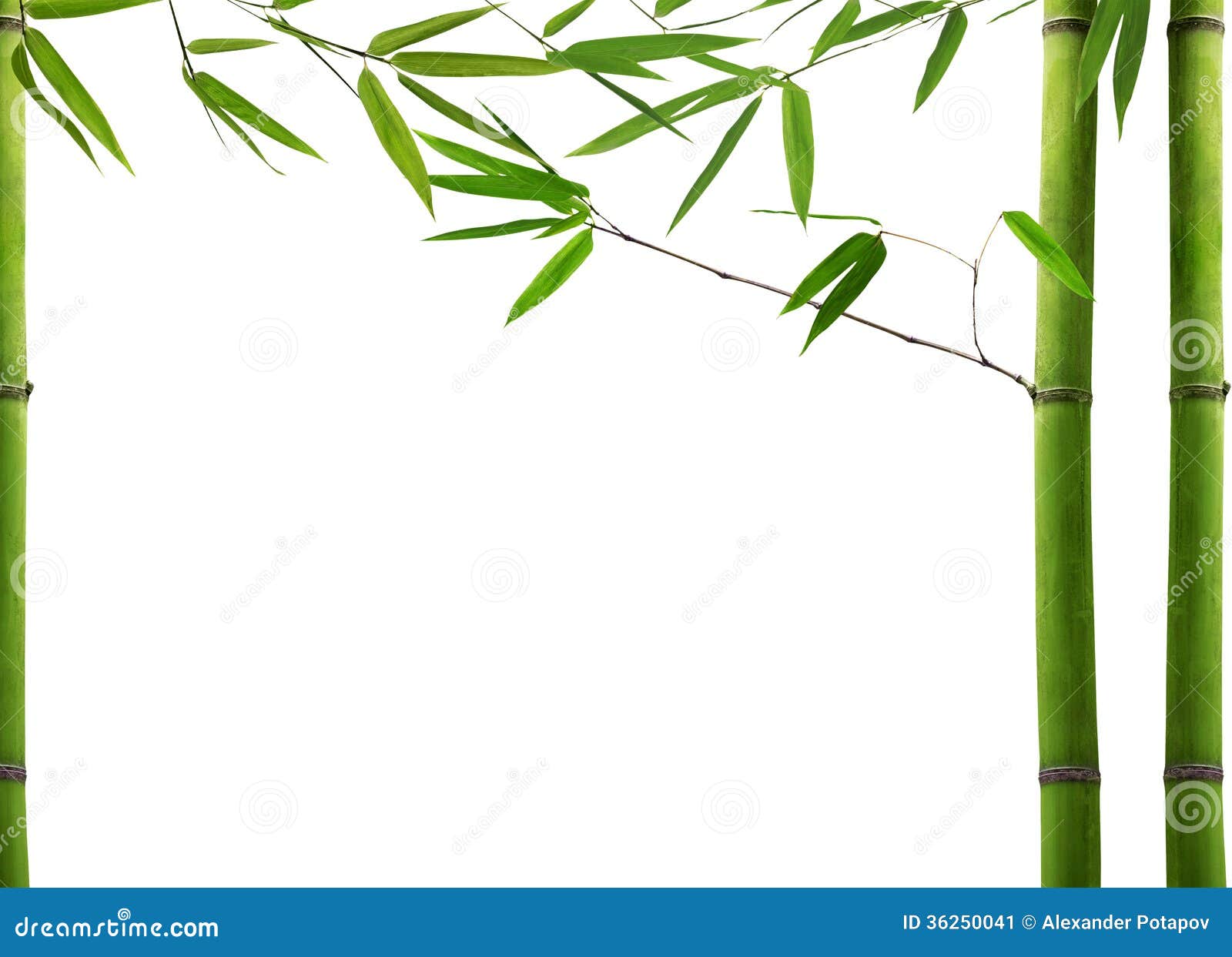 Green Bamboo Plant on White Background Stock Image - Image of isolated, background: 36250041