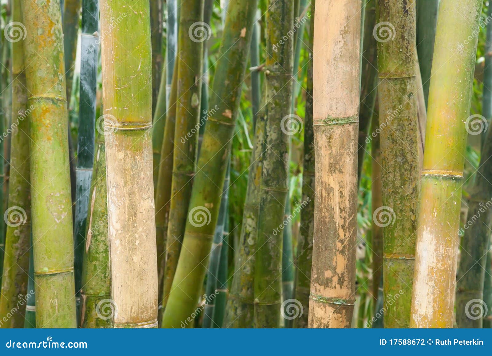Green Bamboo Poles stock photo. Image of trunk, living - 17588672