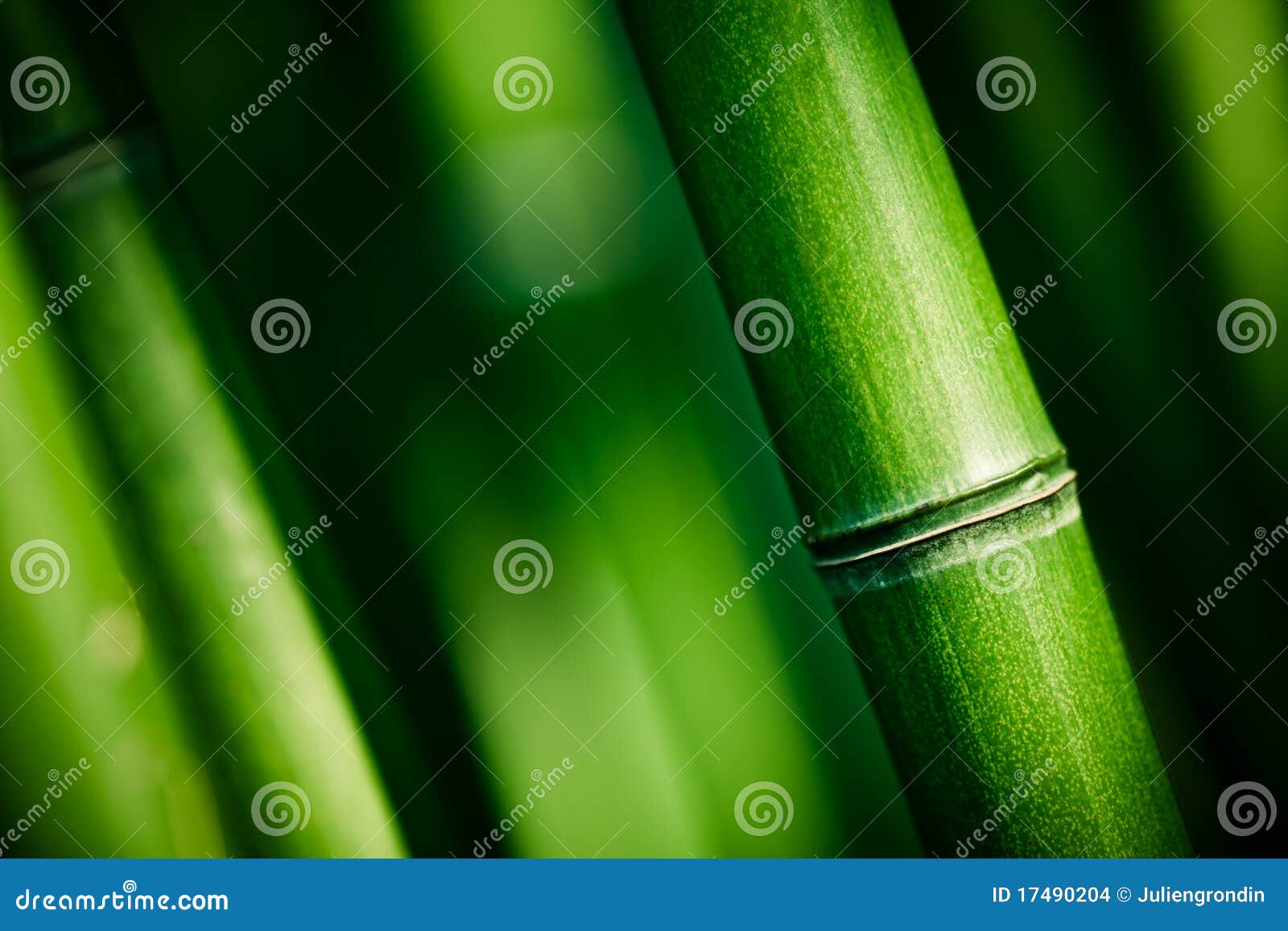 Green bamboo stems stock photo. Image of close, hard - 17490204