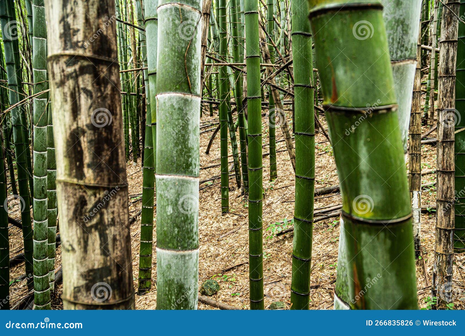 Green Bamboo Stems in the Forest. Stock Photo - Image of woodland ...