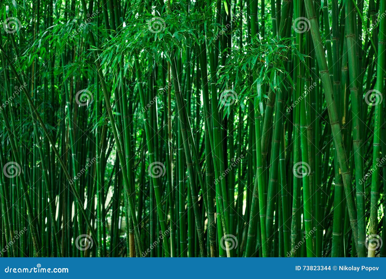 Green bamboo stems. stock photo. Image of textured, cultures - 73823344