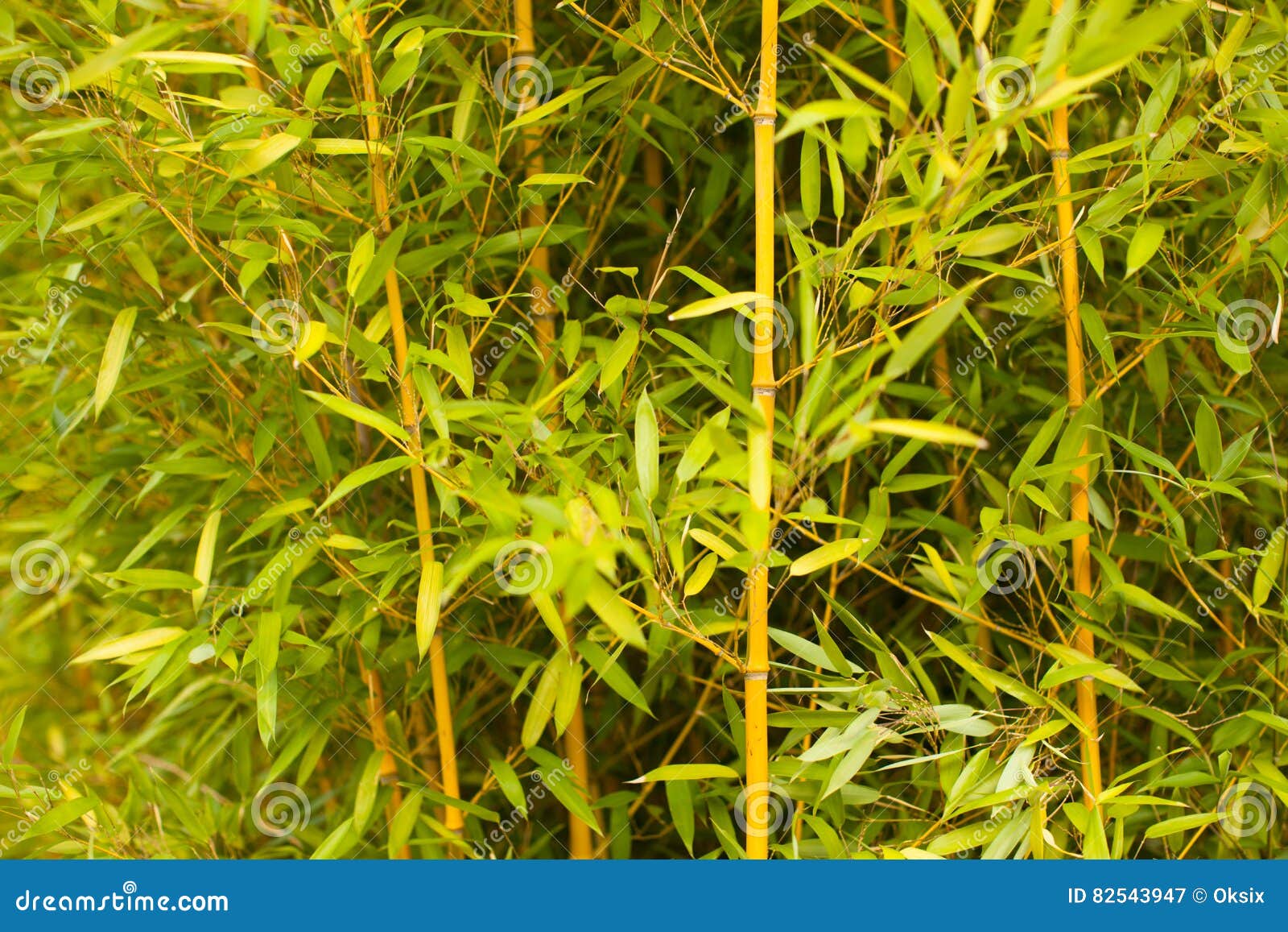 Green bamboo stems stock image. Image of leaf, plant - 82543947