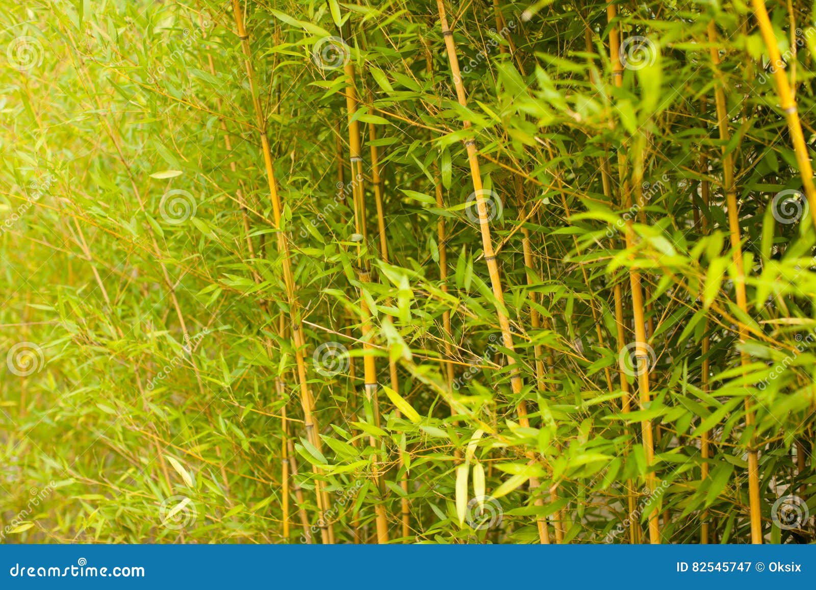 Green bamboo stems stock image. Image of landscape, straw - 82545747