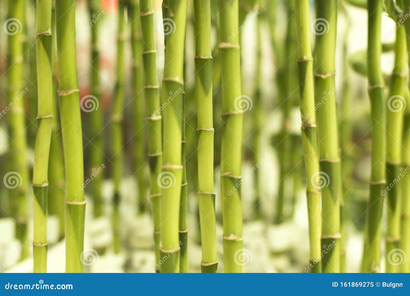 Green Bamboo Texture Background. Closeup Photo with Selective Focus ...