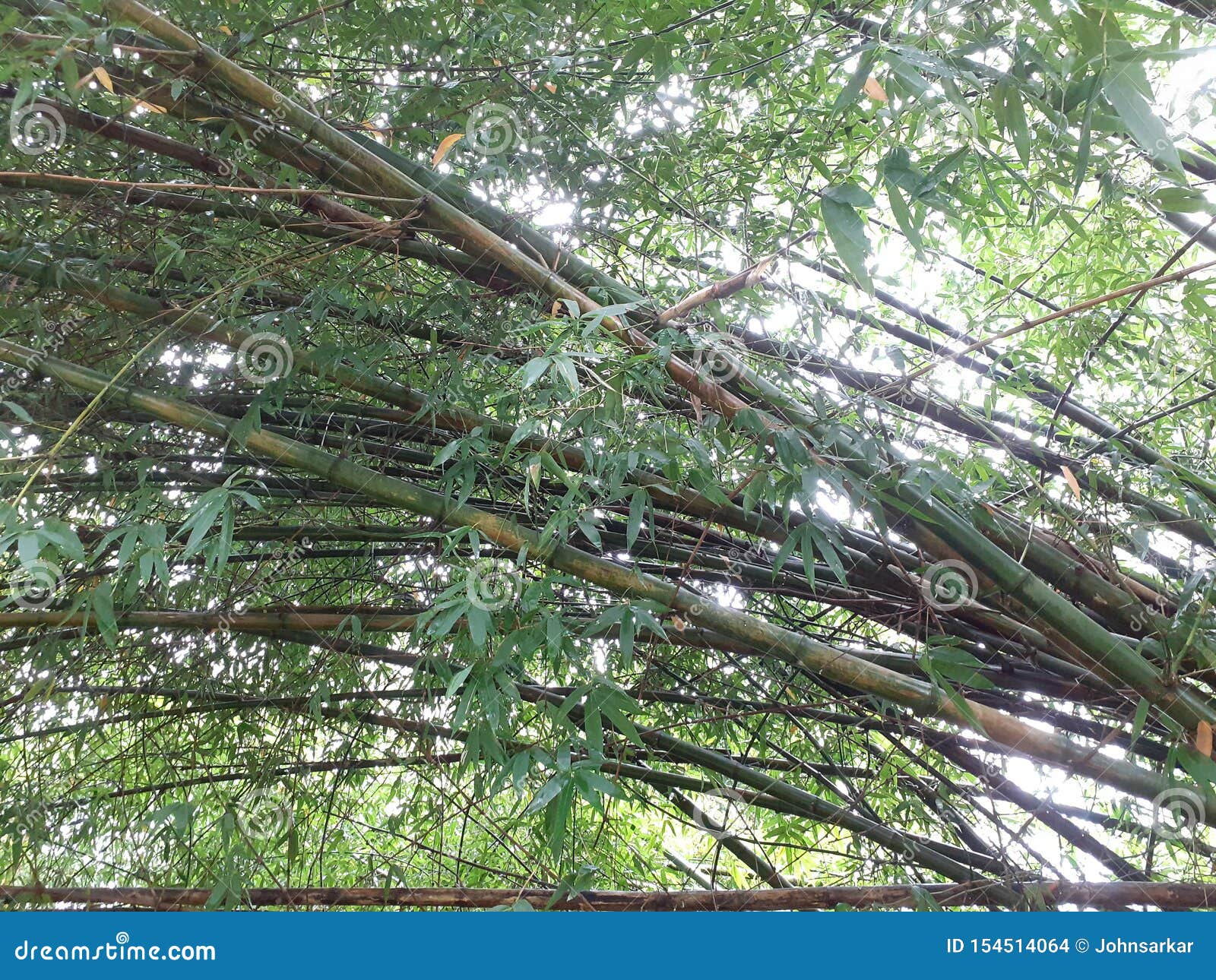 Green Bamboo Tree with Leaves in the Forest in Rainy Weather, India ... Green Bamboo Tree with Leaves in the Forest in Rainy Weather, India ...