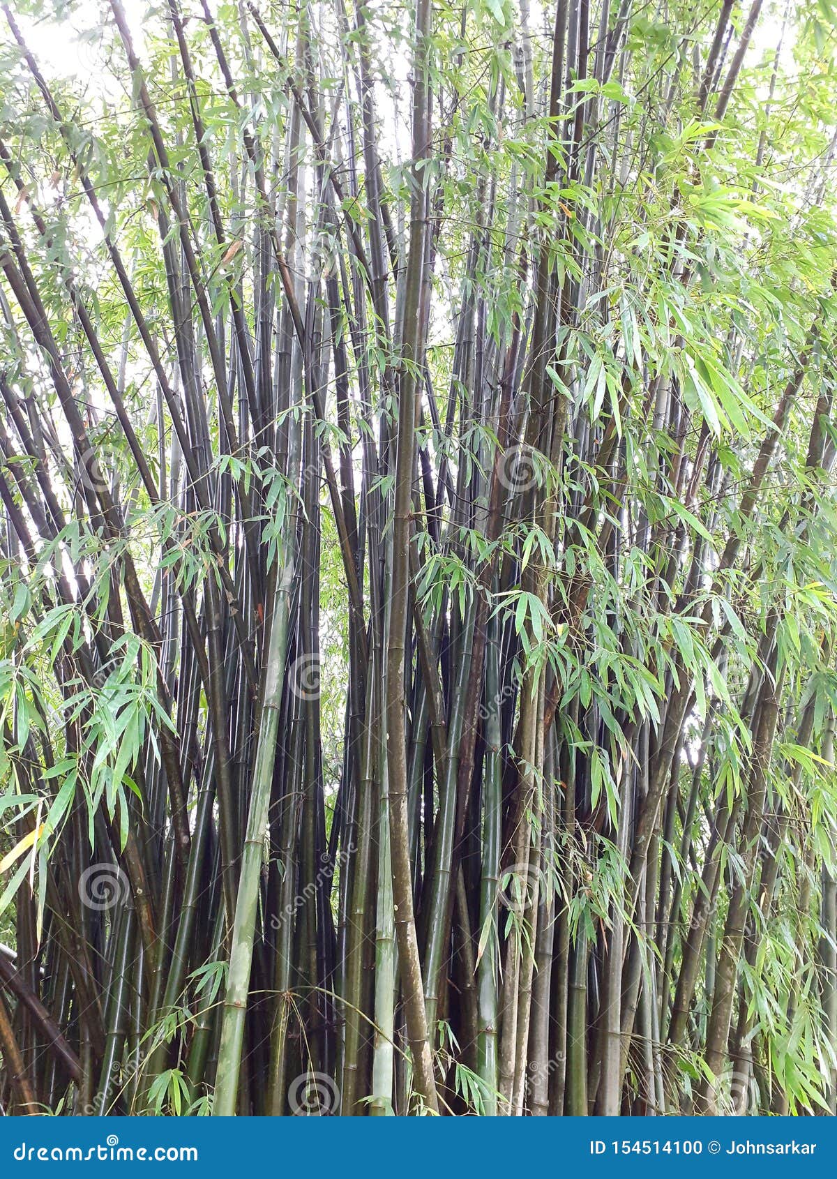 Green Bamboo Tree with Leaves in the Forest in Rainy Weather, India ... Green Bamboo Tree with Leaves in the Forest in Rainy Weather, India ...