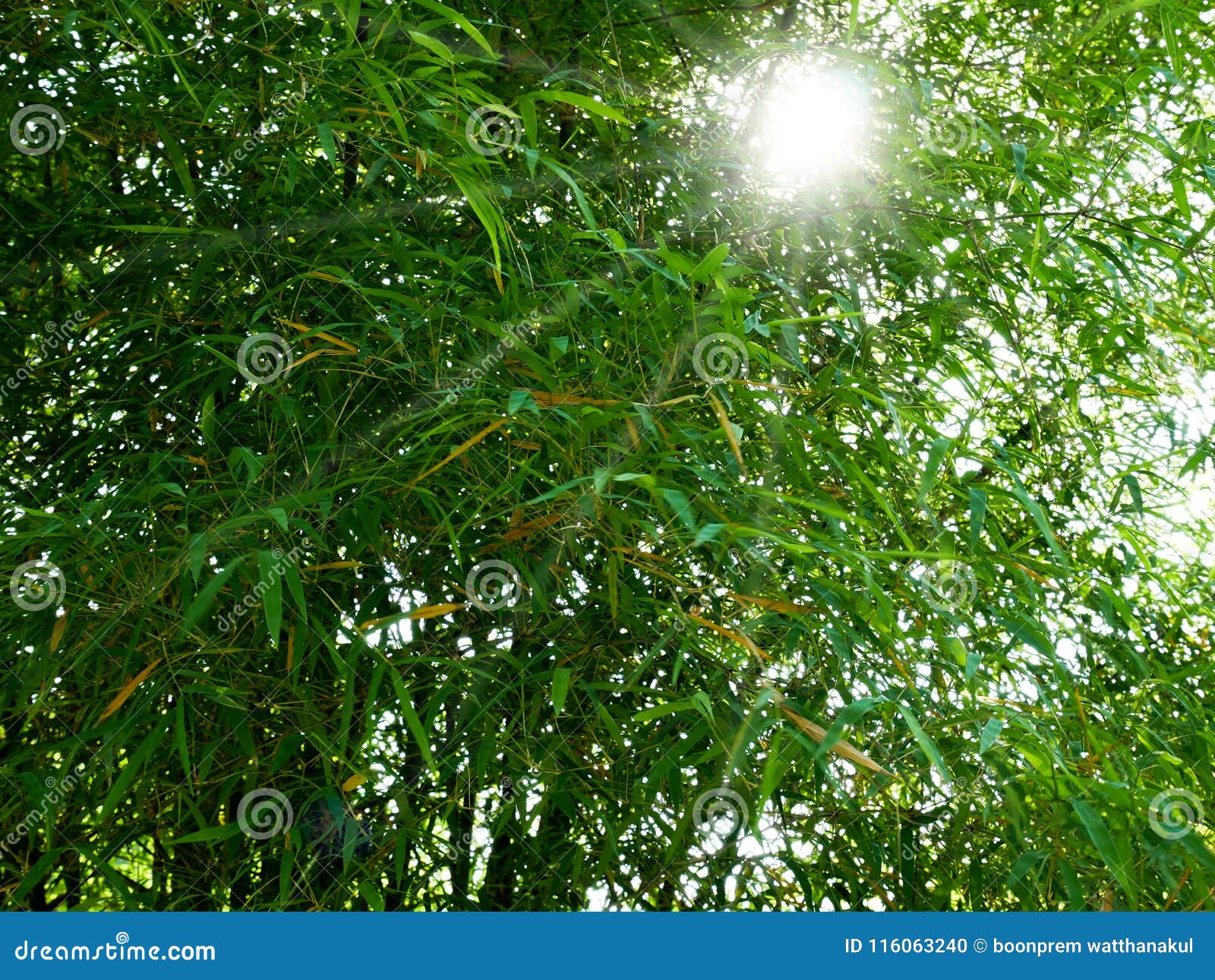 Green Bamboo Tree with Sun Light. Stock Photo - Image of nature, color ...