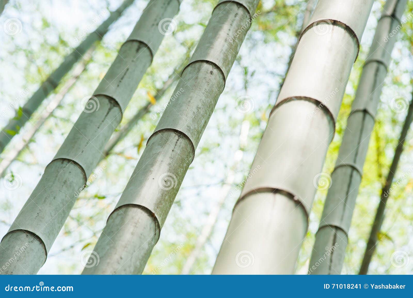 Green Bamboo Tree Trunks in the Forest Stock Image - Image of abstract ...
