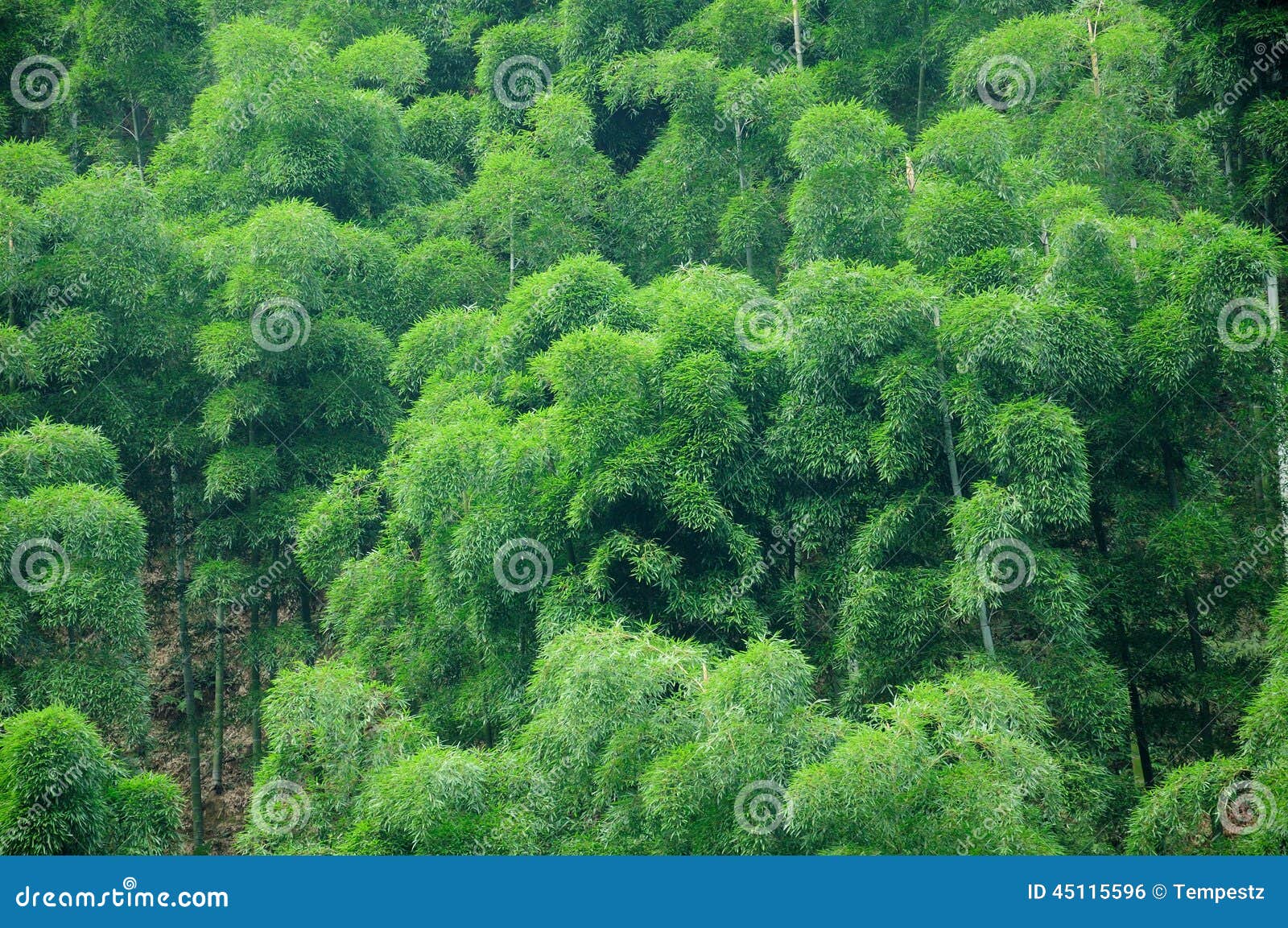 Green Bamboo Trees stock photo. Image of anji, asia, nature - 45115596