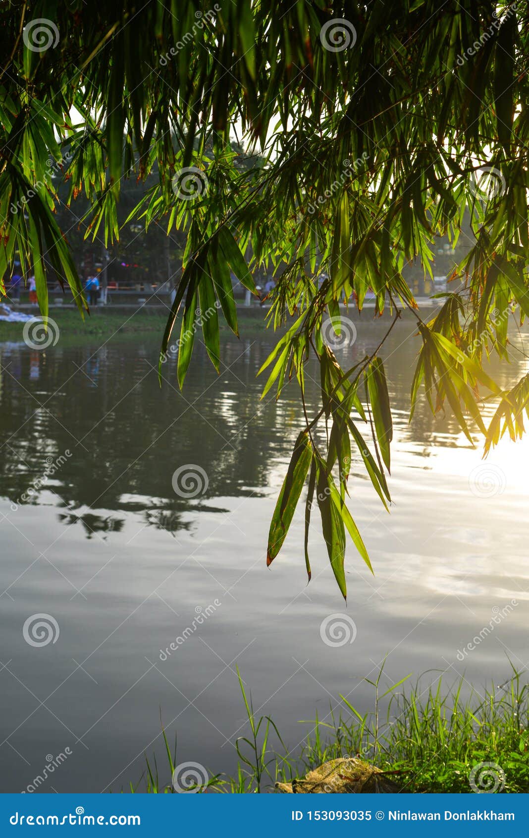 Green Bamboo Trees with the River Stock Image - Image of natural, rural ...