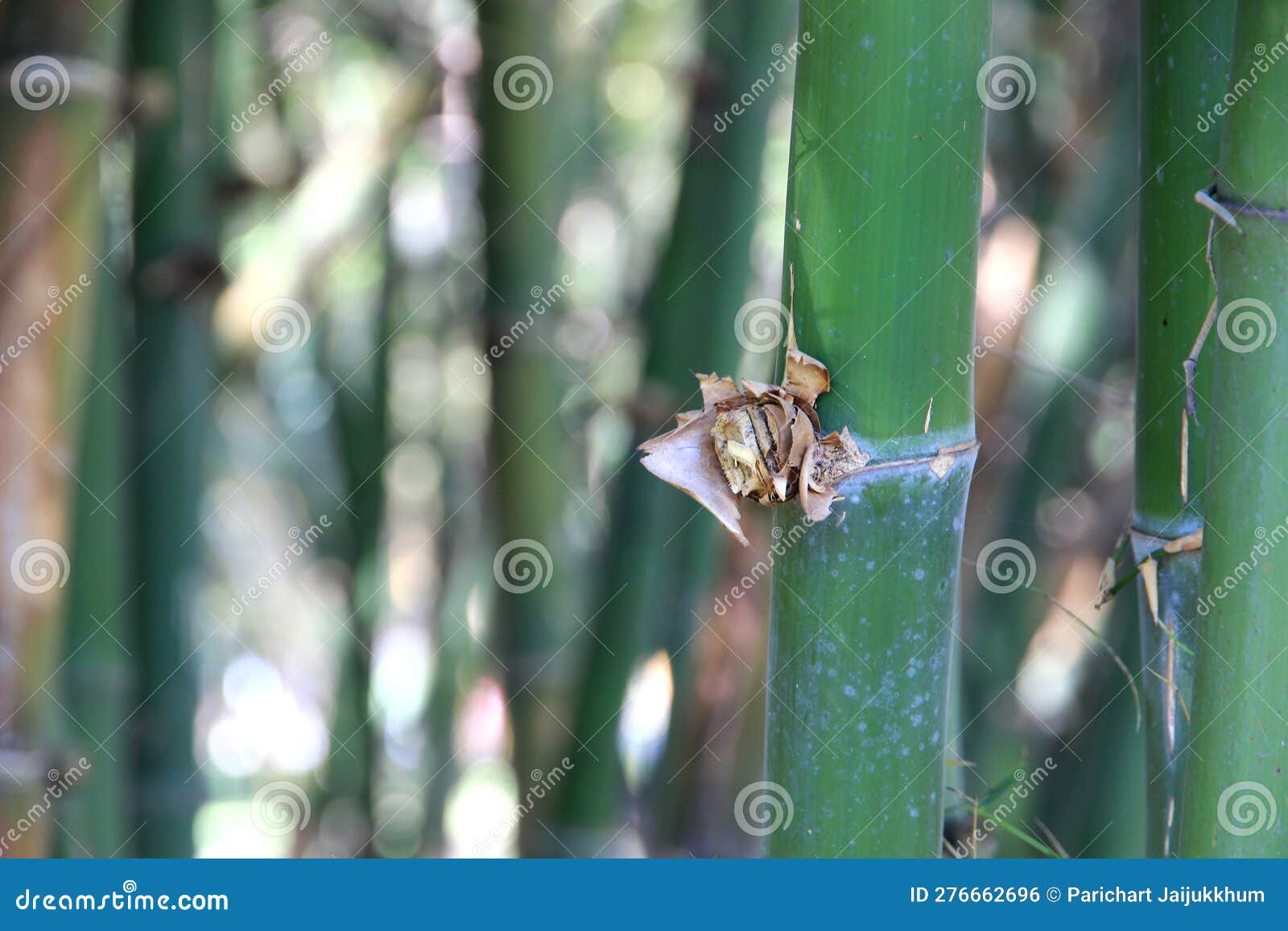 Bamboo Trunk Texture Royalty-Free Stock Image | CartoonDealer.com #66321142
