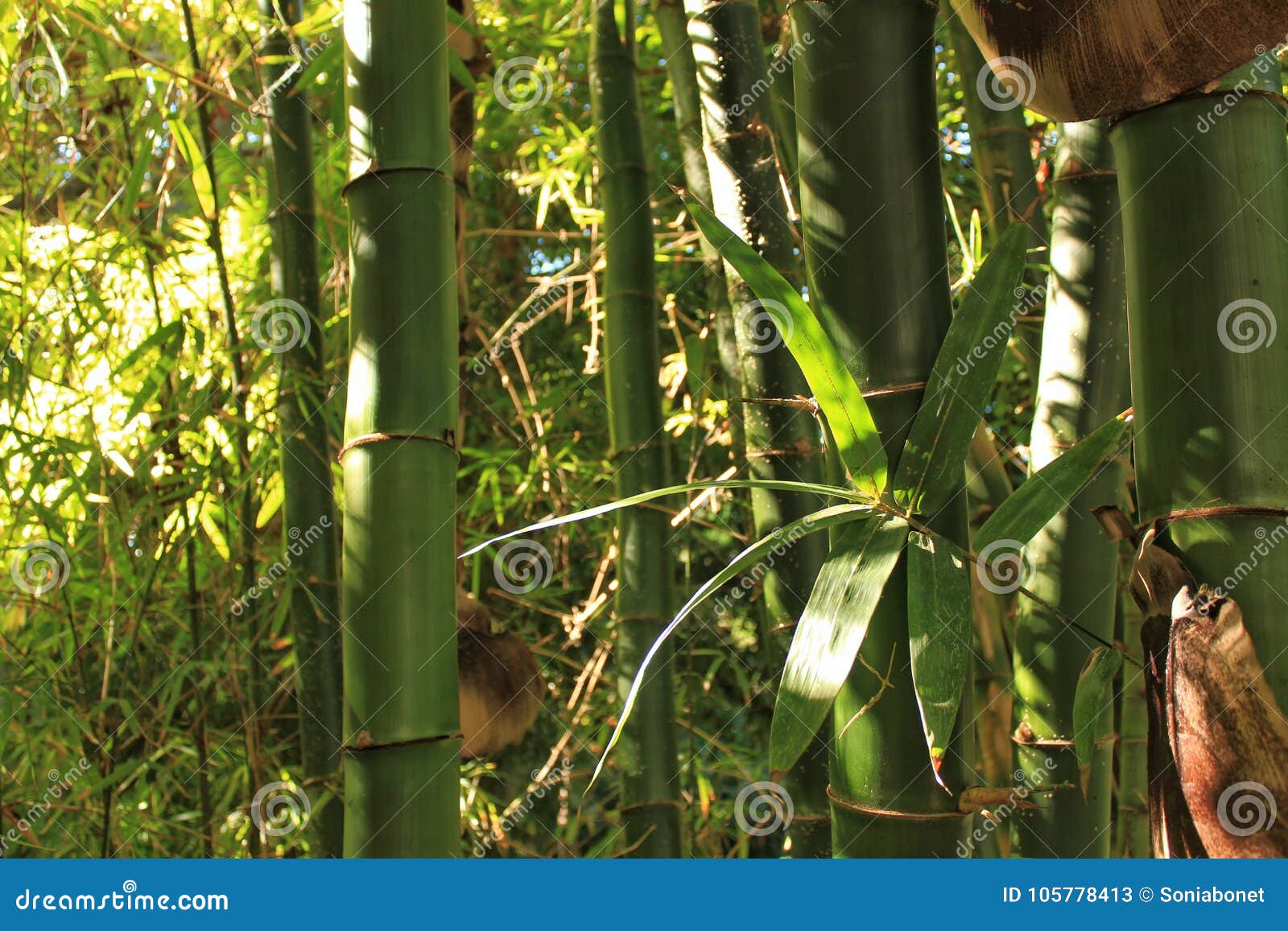 Green bamboo trunks stock image. Image of feng, forest - 105778413