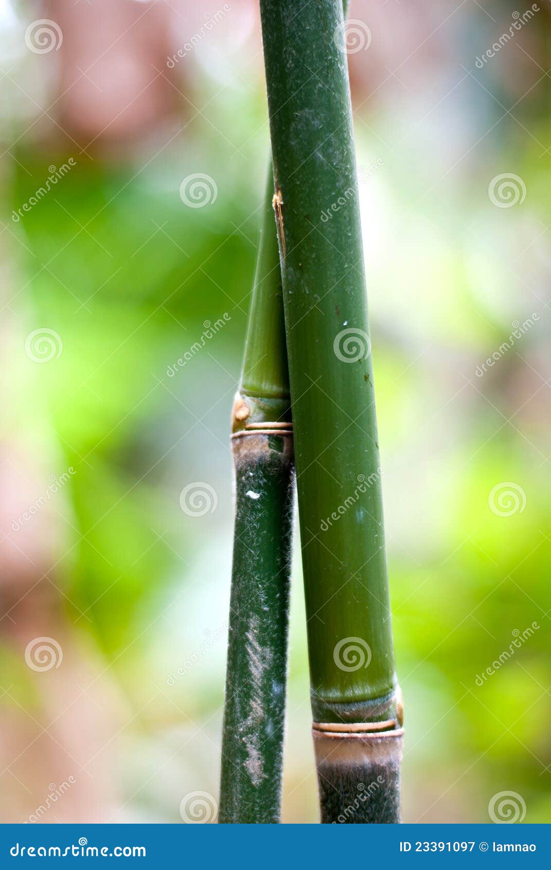 Green bamboo trunks stock image. Image of foliage, garden - 23391097