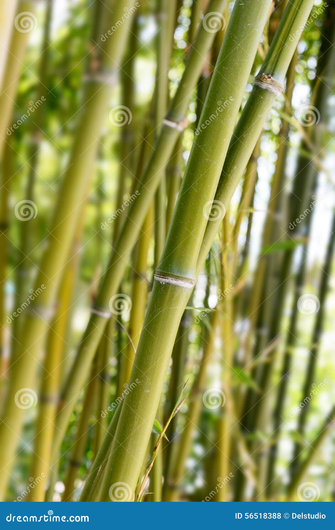 Green bamboo trunks stock photo. Image of bamboo, peaceful - 56518388