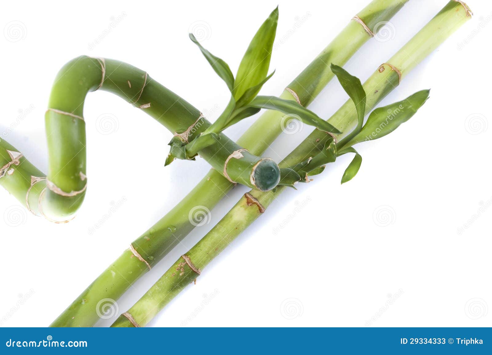 Green Bamboo On A White Background Stock Image - Image of flower ...