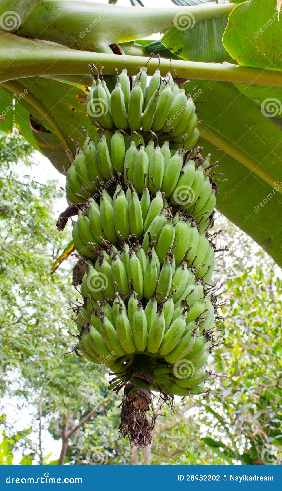 Green banana branch stock photo. Image of green, close - 28932202