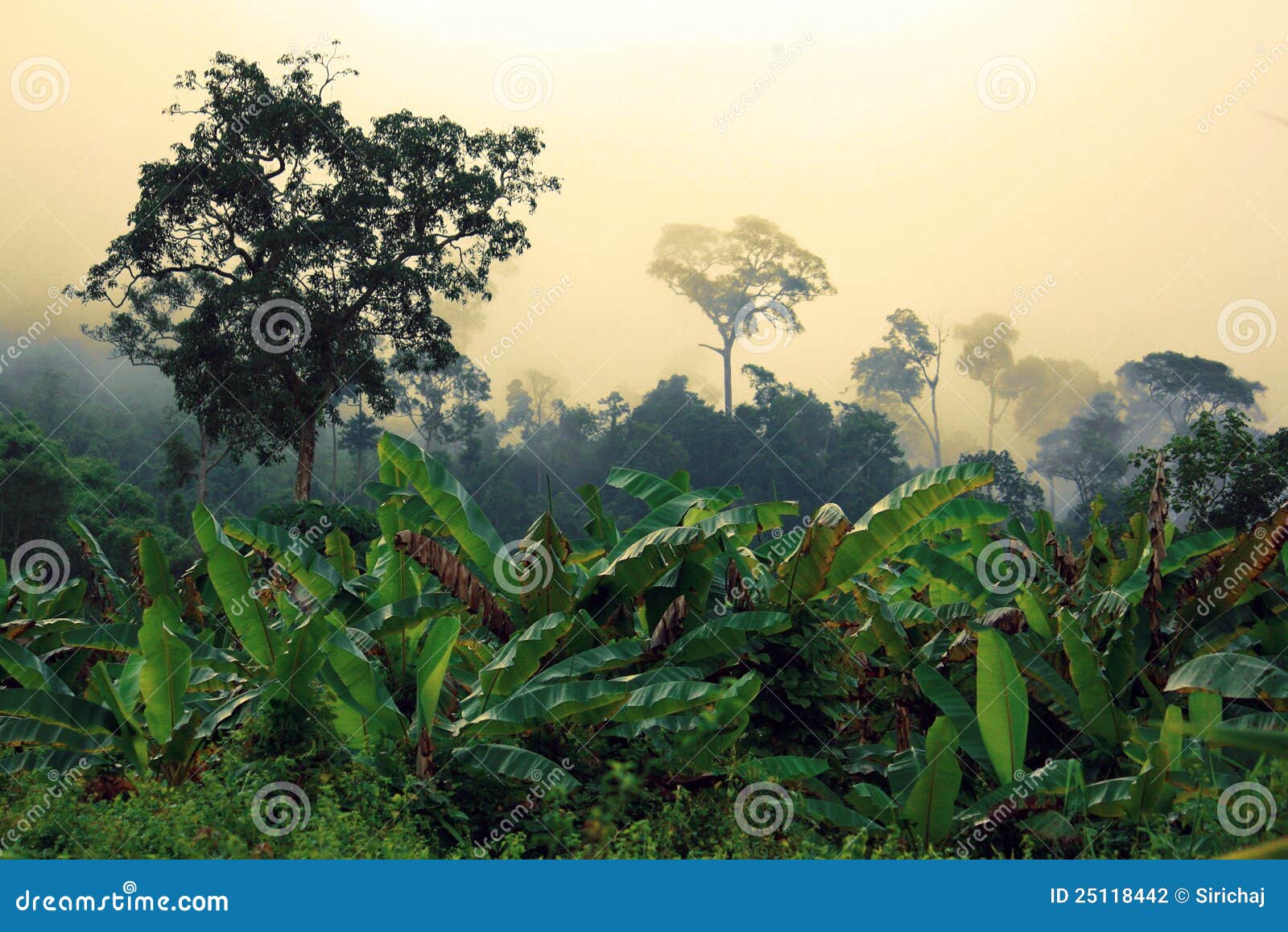Green banana forest stock photo. Image of grow, botany - 25118442