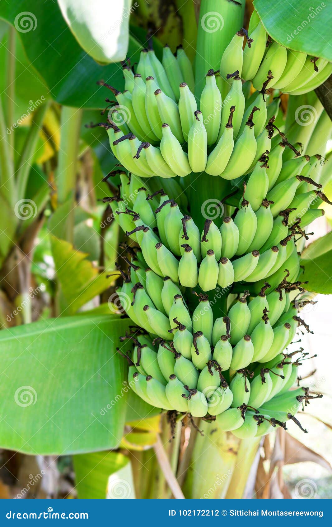 Green Banana Grove stock photo. Image of bunch, baby - 102172212