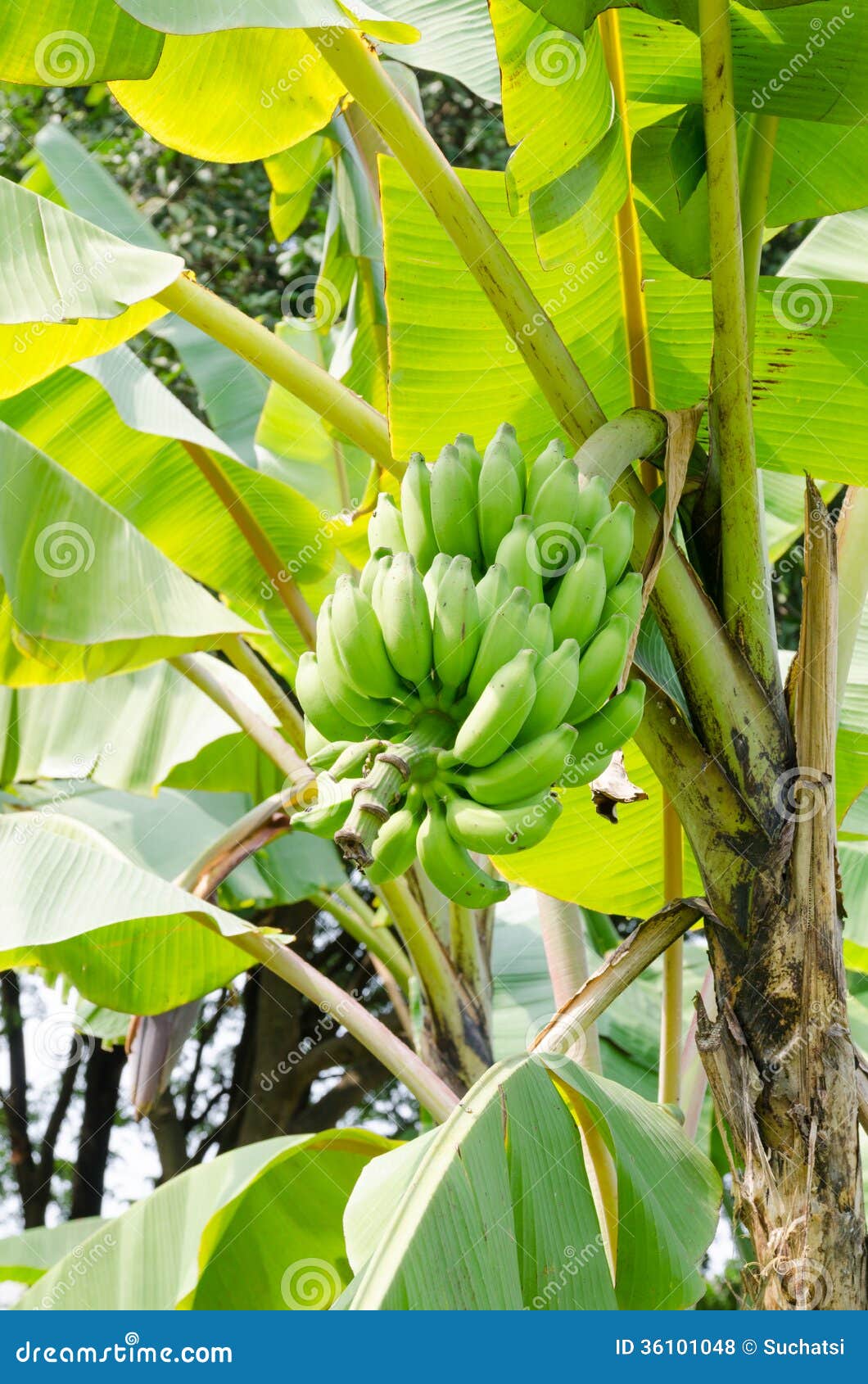 Green Banana Hanging on a Branch Stock Photo - Image of stem, branch ...