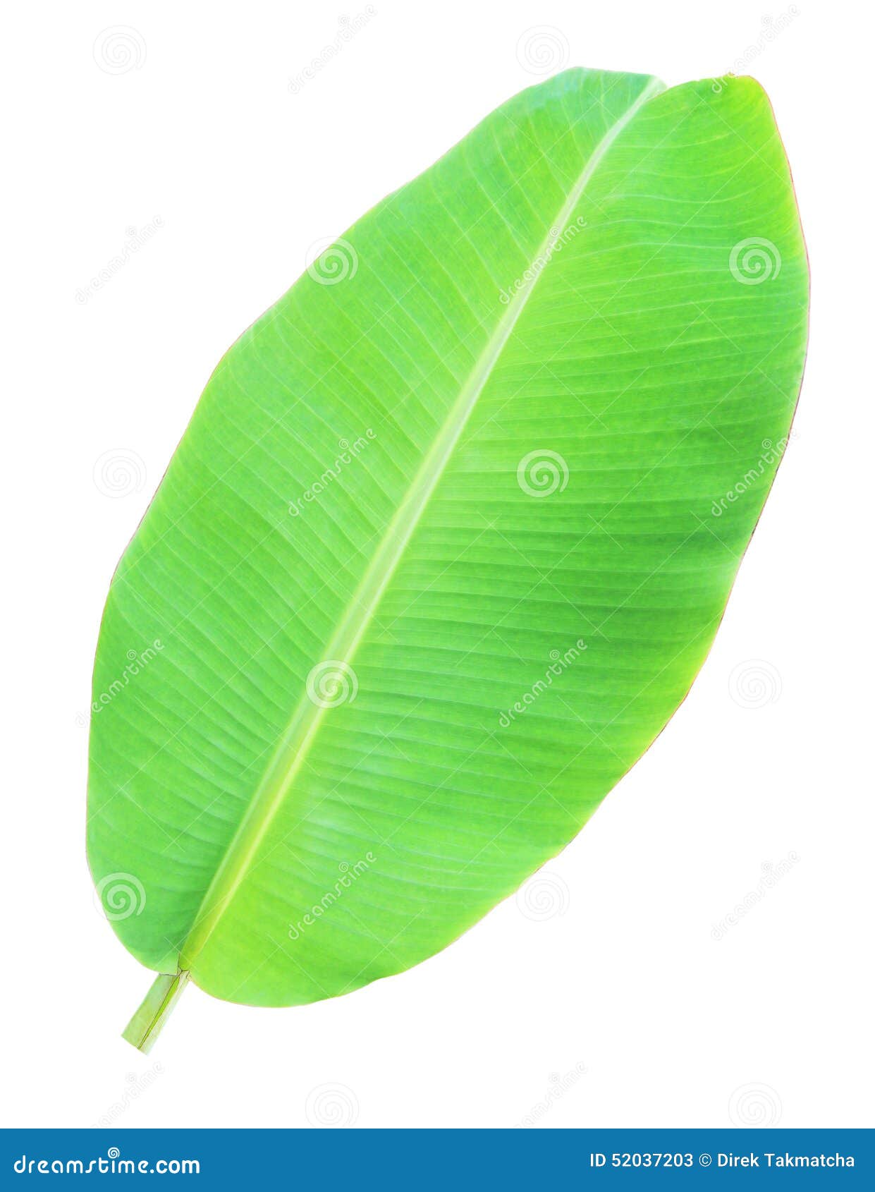 Green banana leaf stock image. Image of plant, element - 52037203