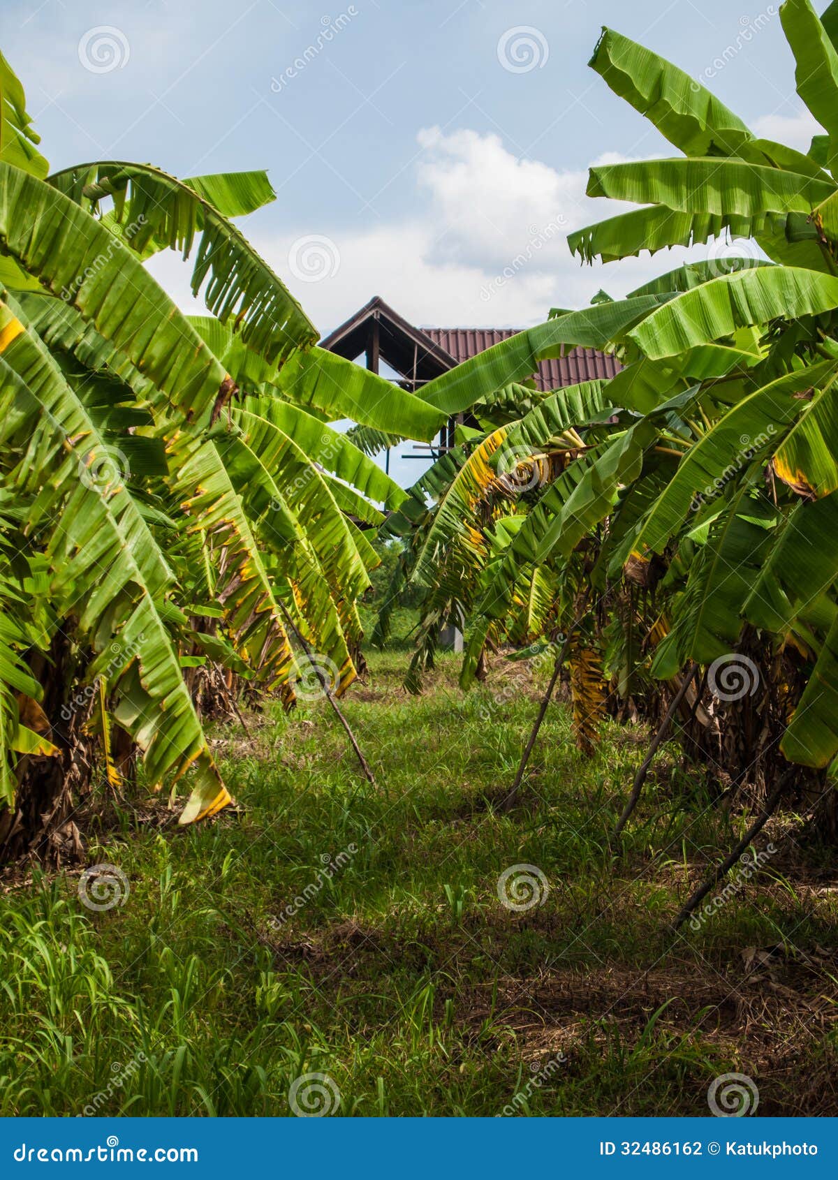 The green Banana tree. stock photo. Image of cultivate - 32486162