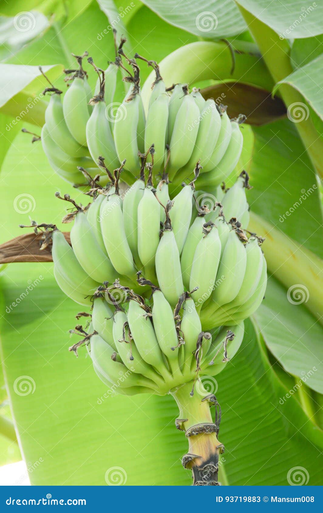 Green Banana Tree in Fruit Garden Stock Image - Image of growth, banana ...