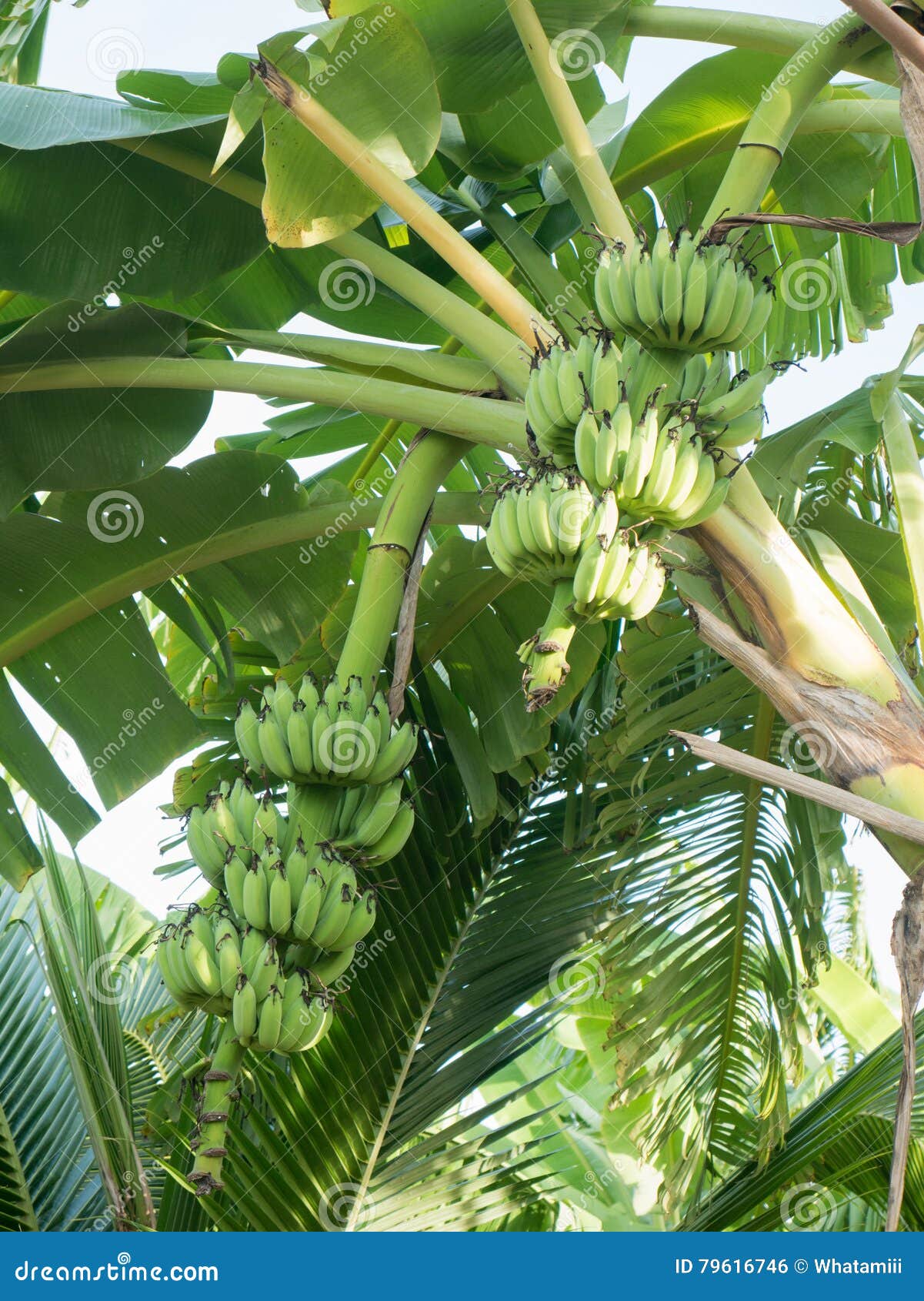 Green Bananas on Banana Tree Stock Photo - Image of food, farming: 79616746