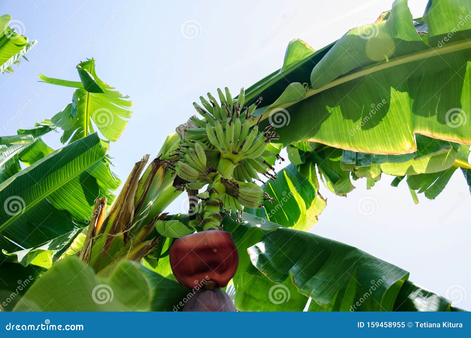 Green Bananas on a Banana Tree Branch. View from Below. Stock Image ...