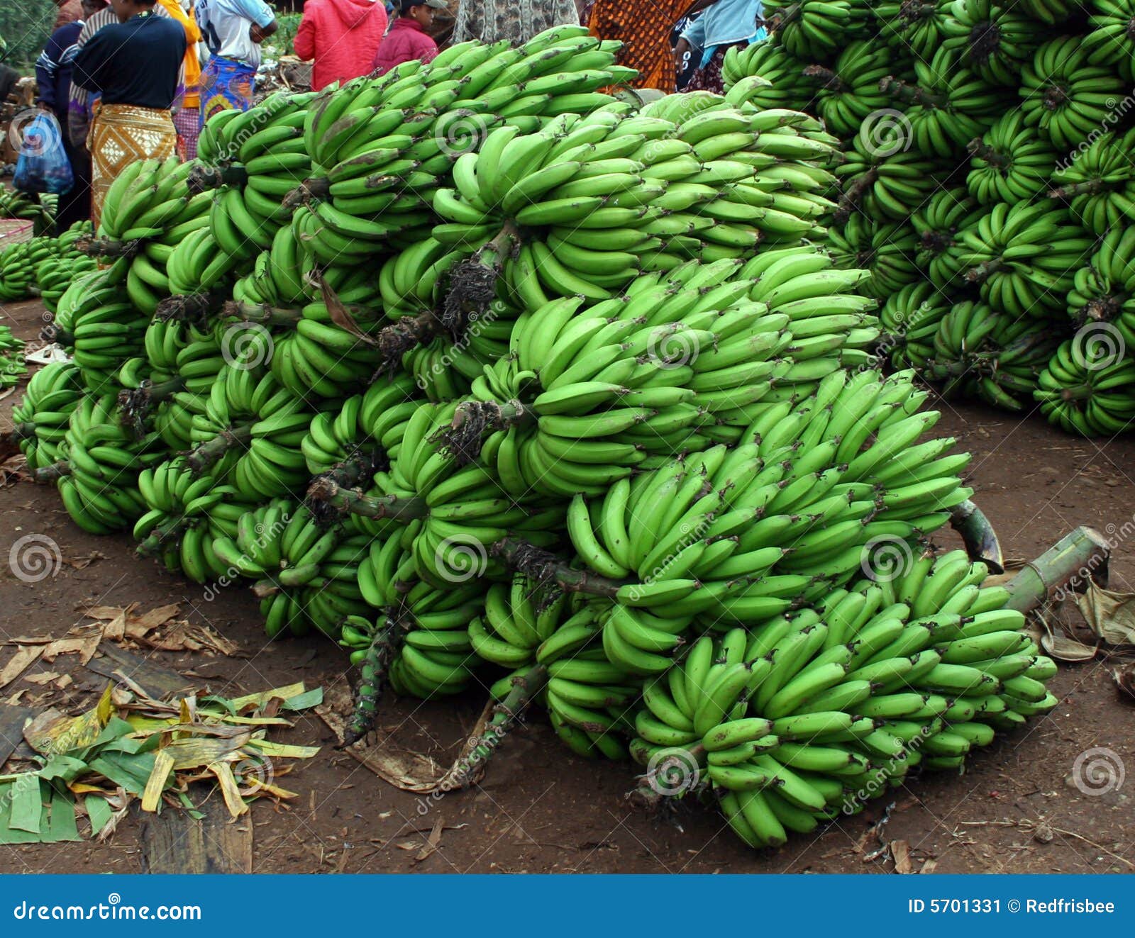 Green bananas in a pile stock image. Image of export, delivery - 5701331