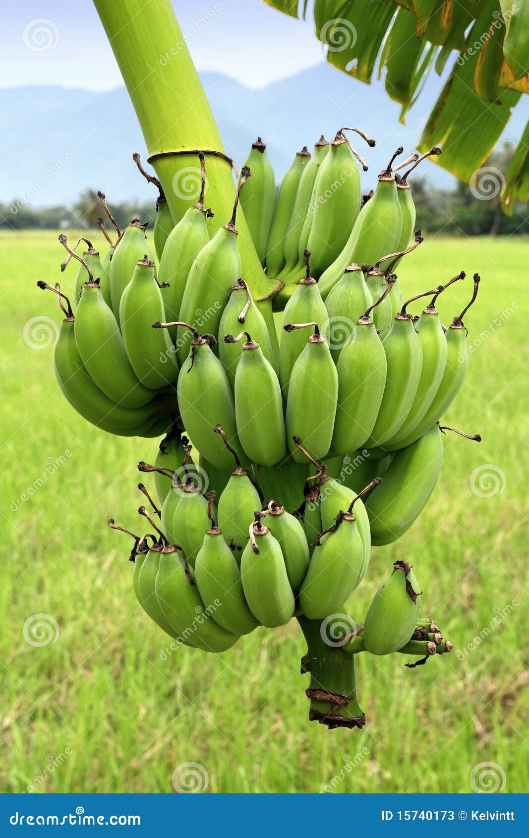 Green Bananas Musa Acuminata Royalty-Free Stock Photography ...