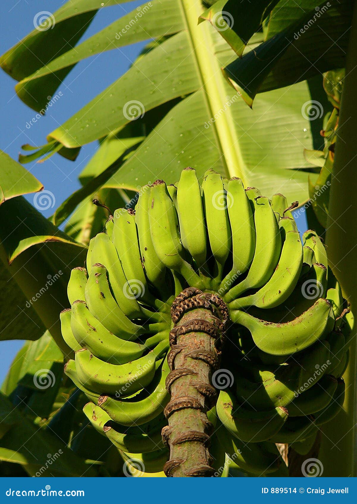 Green Bananas on the Tree stock photo. Image of banana - 889514