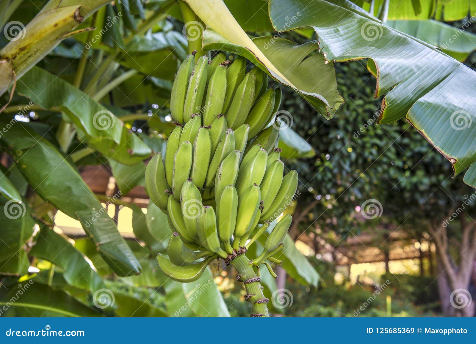 Green Bananas on the Tree in the Garden. Stock Image - Image of ...