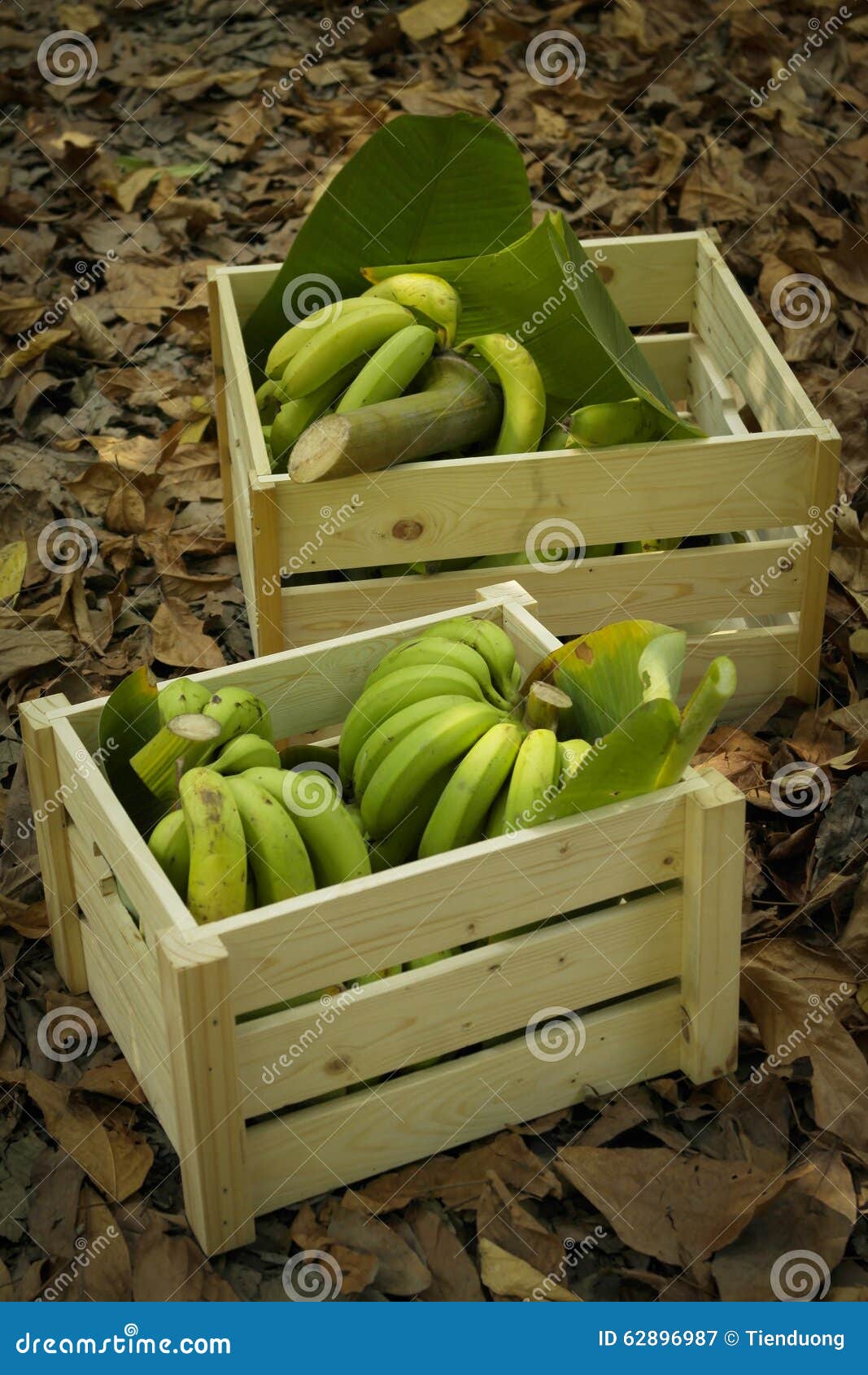Green Bananas in Wood Boxes Stock Image - Image of nutritious ...