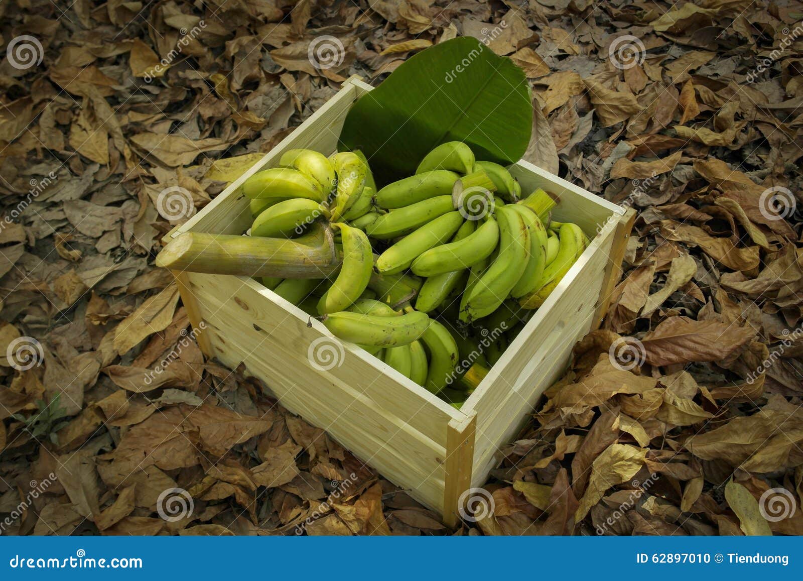 Green Bananas in Wood Boxes Stock Photo - Image of case, enegry: 62897010