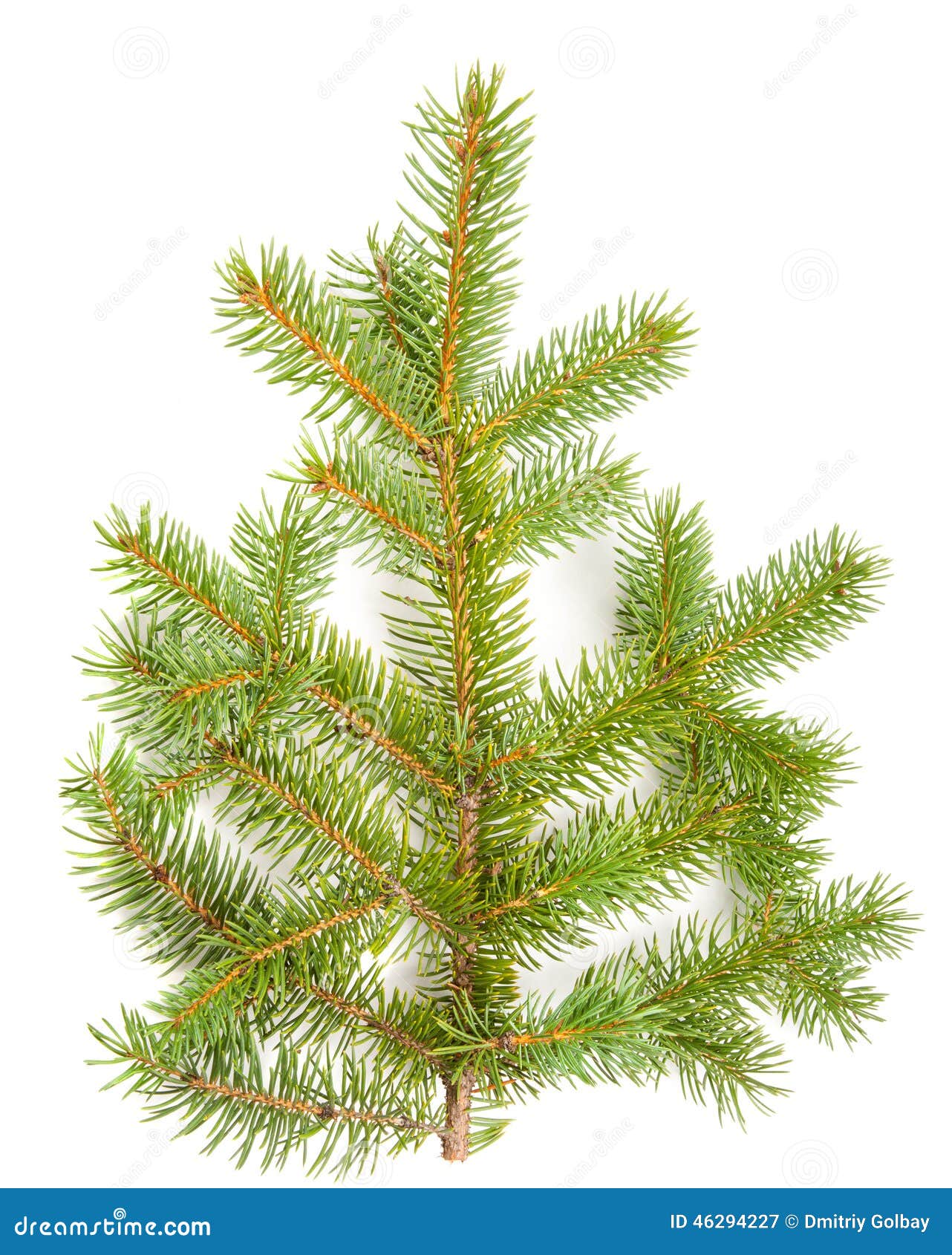 Green banch stock image. Image of evergreen, object, coniferous - 46294227