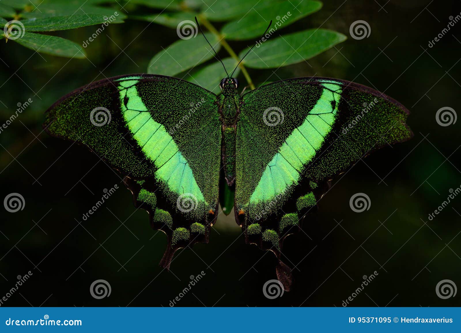 Green Banded Swallowtail Butterfly Stock Image - Image of green ...