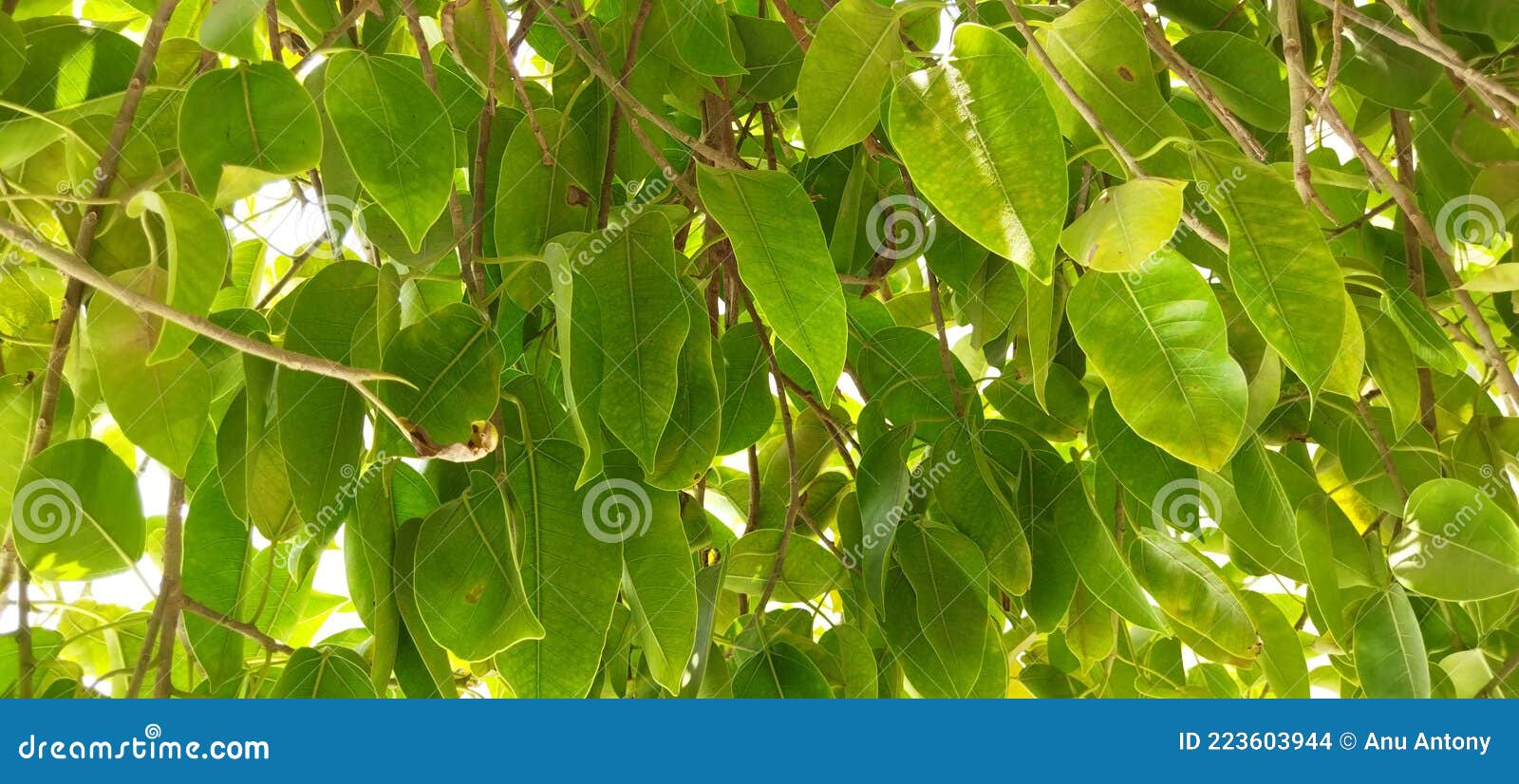 Green baniyan leaf stock photo. Image of flower, yellow - 223603944