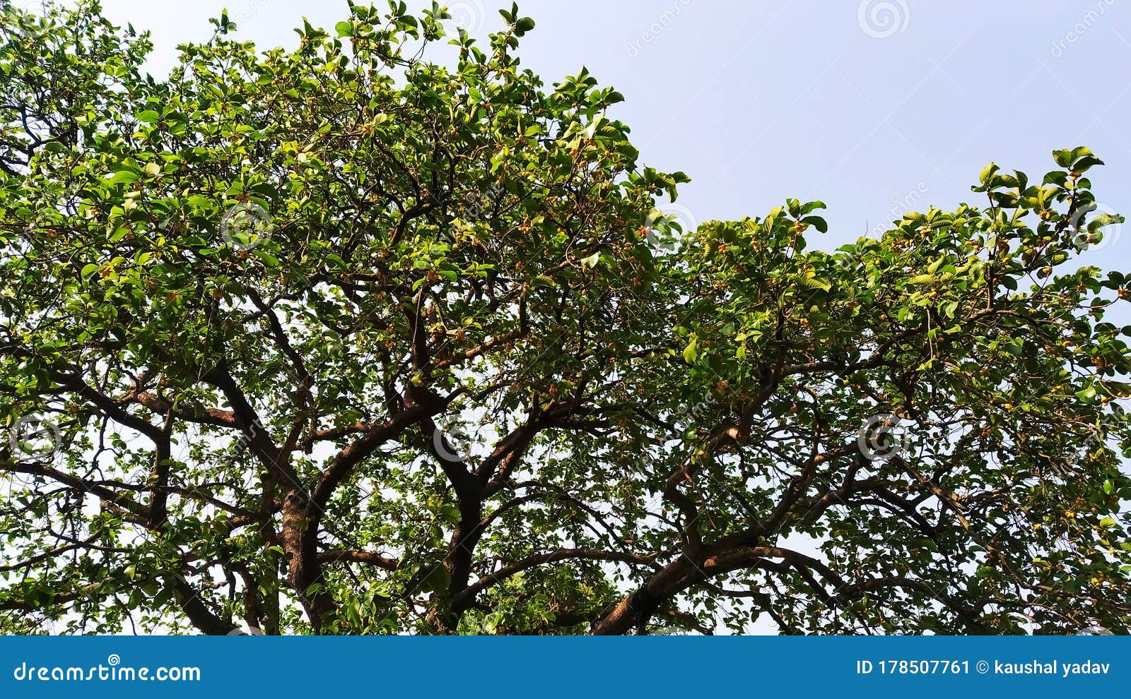 Green Barhar plant stock image. Image of green, barhar - 178507761