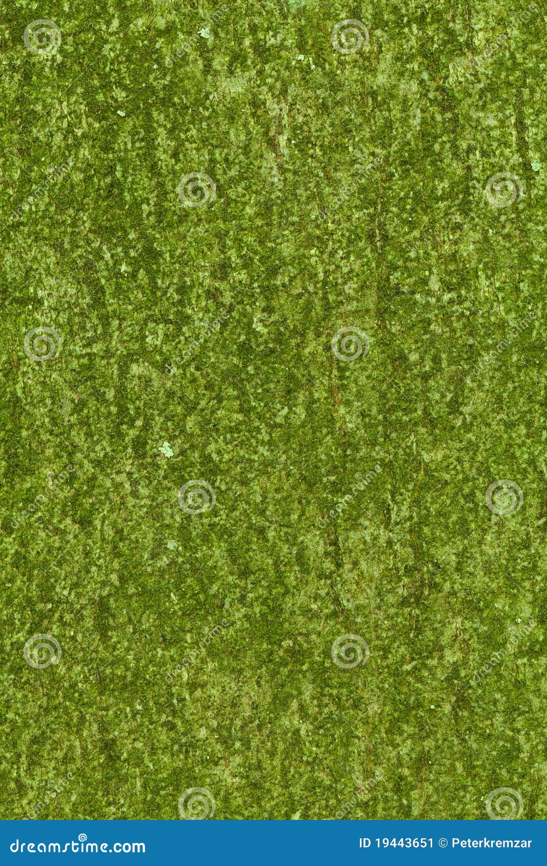 Green bark texture stock image. Image of natural, life - 19443651
