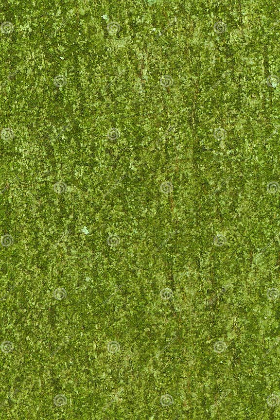 Green bark texture stock image. Image of natural, life - 19443651