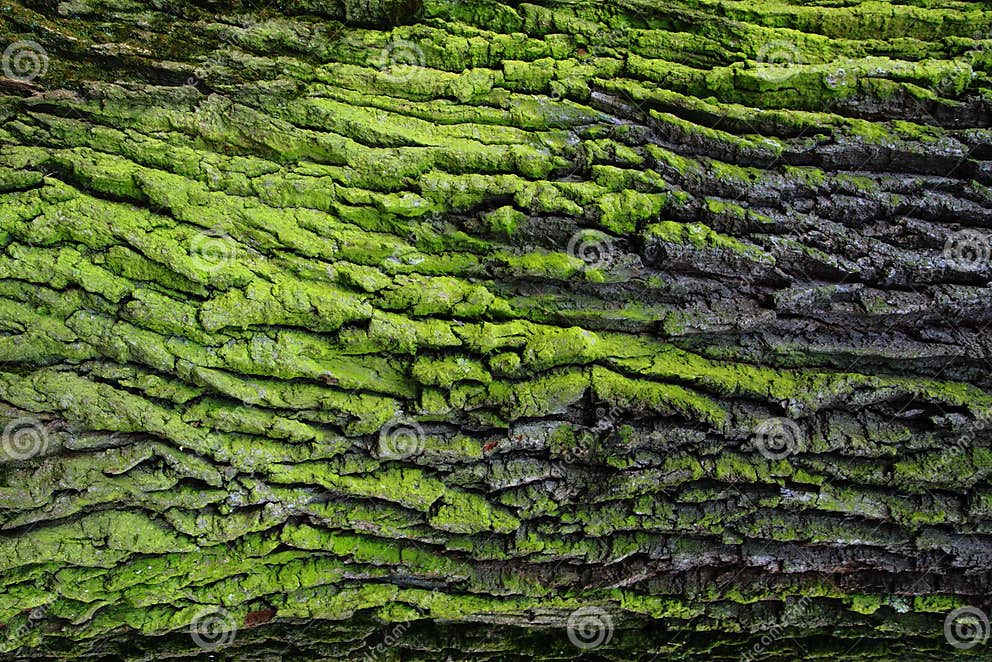 Green bark texture stock photo. Image of macro, foliage - 38195906