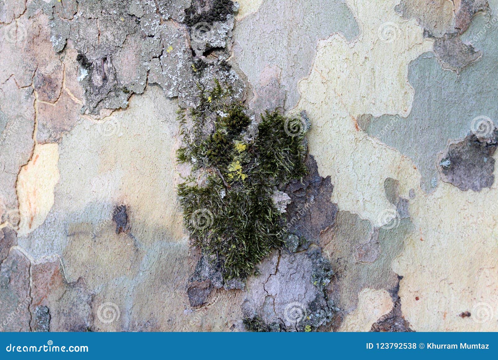Green Bark Texture the Tree Trunk in Vibrant Green Forest Close Up of ...
