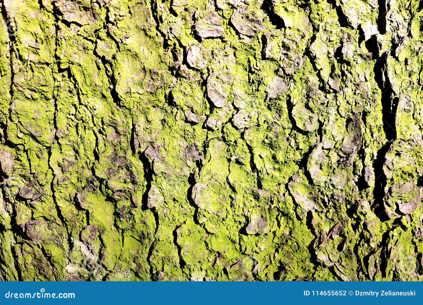 The Green Bark of a Tree is a Spruce. Texture Stock Photo - Image of ...