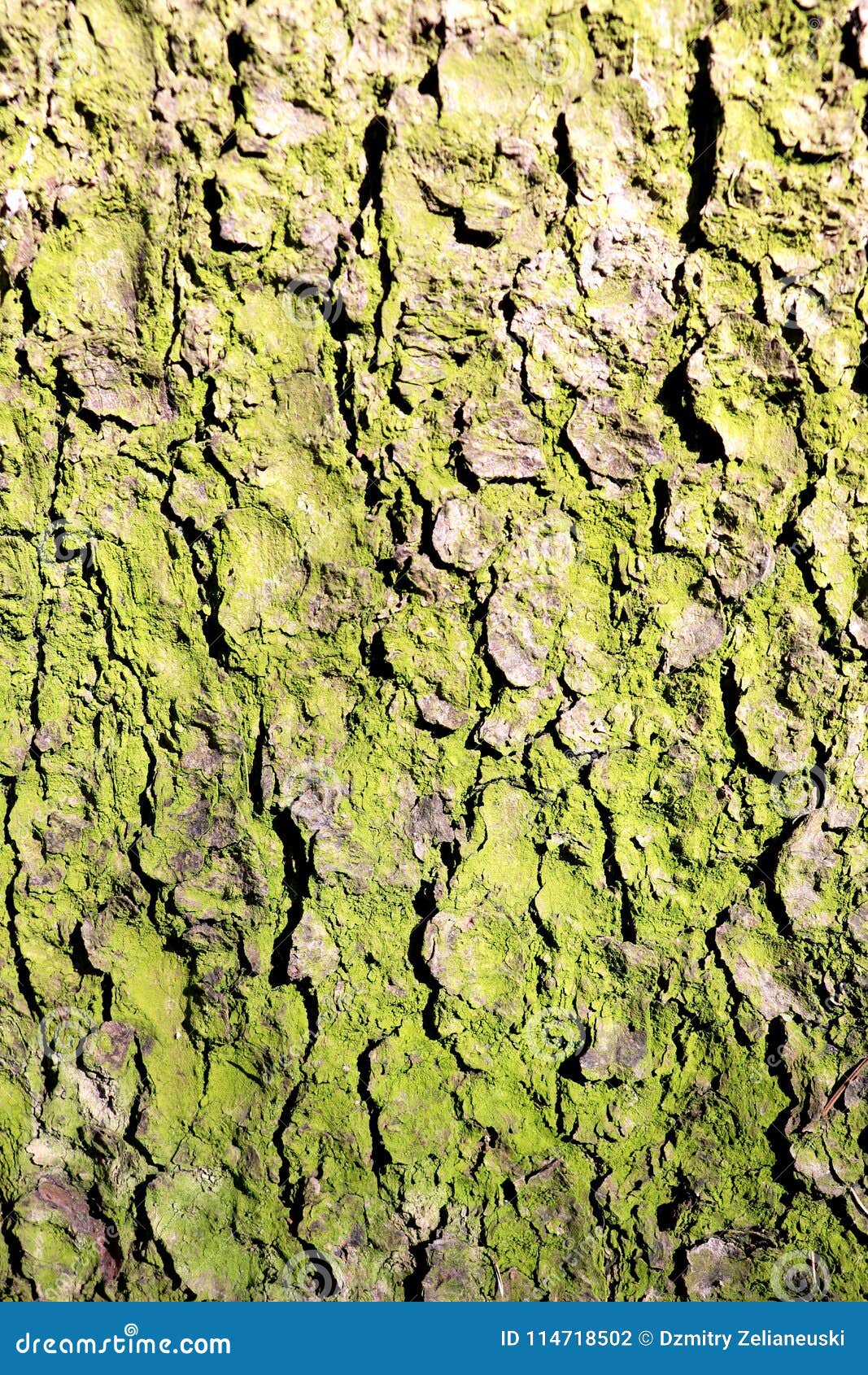 The Green Bark of a Tree is a Spruce. Texture Stock Photo - Image of ...
