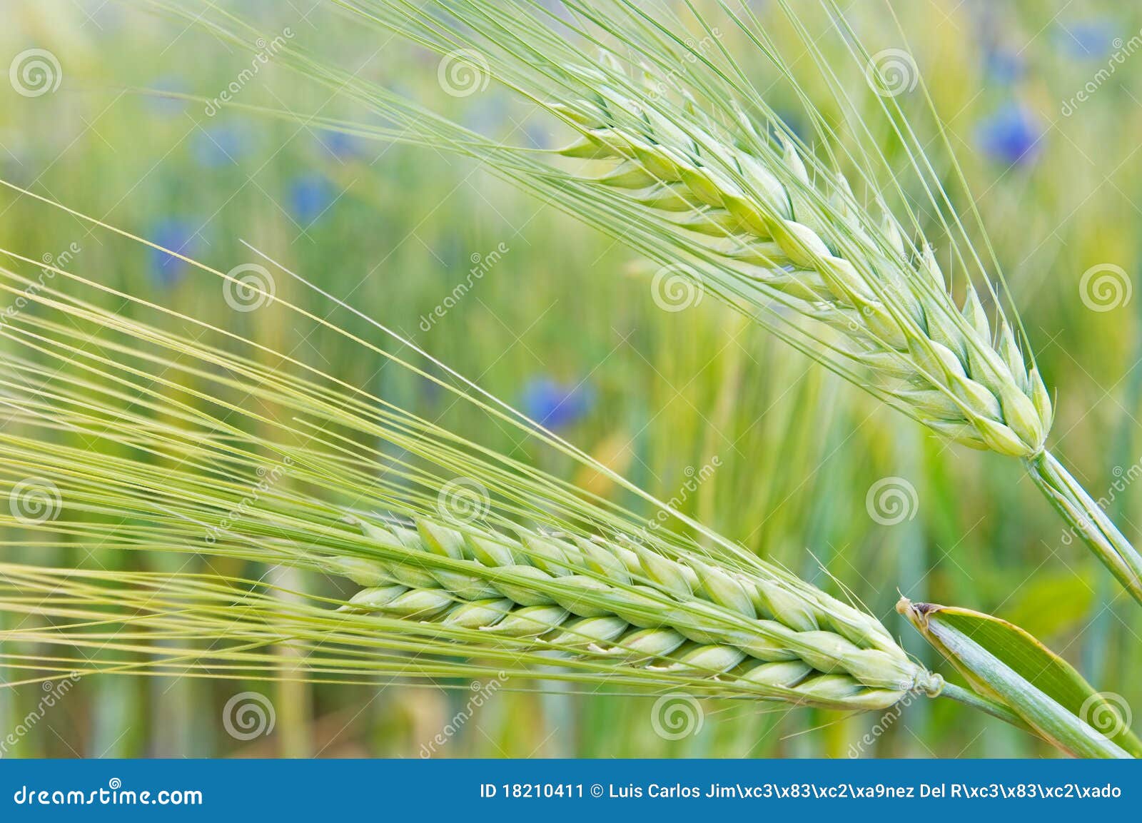 Green barley stock image. Image of wheat, green, background - 18210411