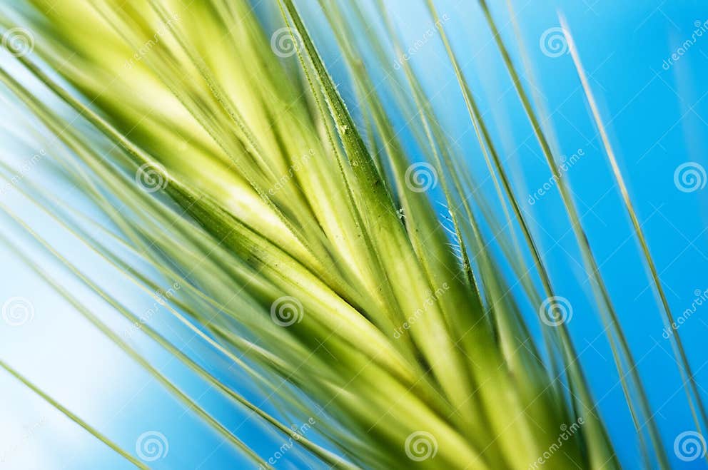 Green barley stock photo. Image of botany, health, germany - 9715020