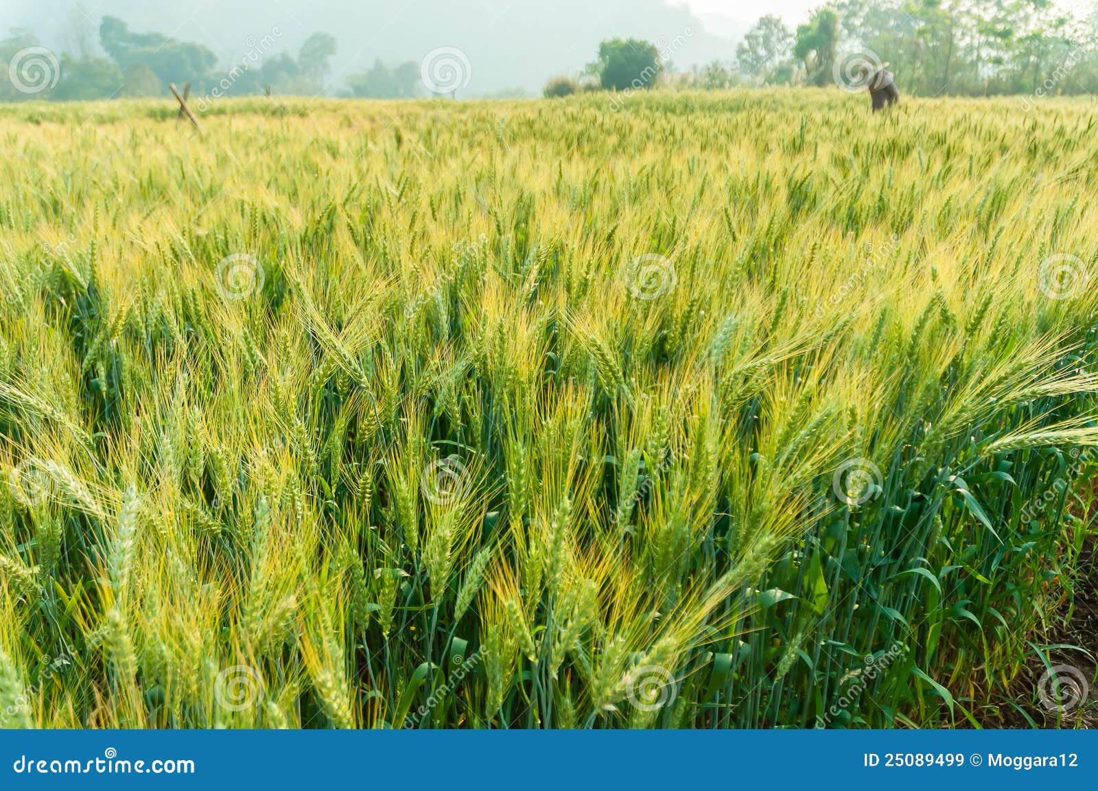 Green Barley in Farm with Nature Light Stock Image - Image of beams ...